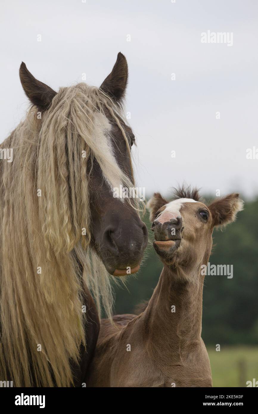 Baby chew humour hi-res stock photography and images - Alamy