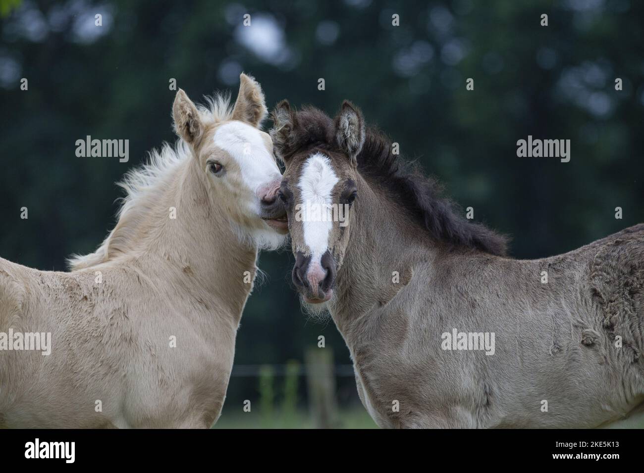Irish Tinker foals Stock Photo - Alamy