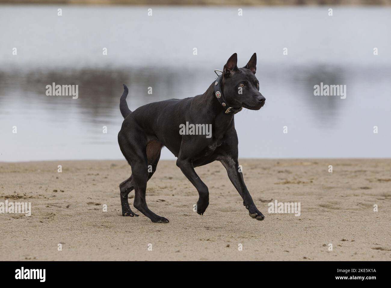 black Thai Ridgeback Stock Photo - Alamy