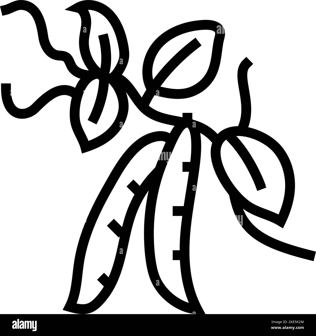 peas plant leaf line icon vector illustration Stock Vector Image & Art ...