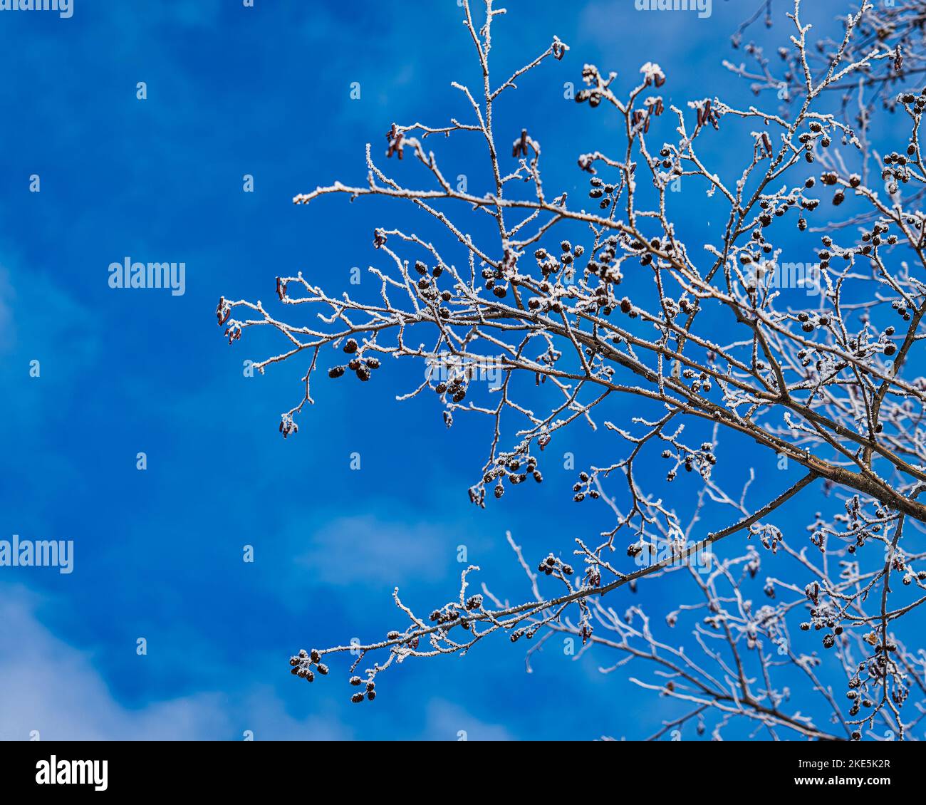 A tree branch covered with frost on a clear cold day. Winter weather ...