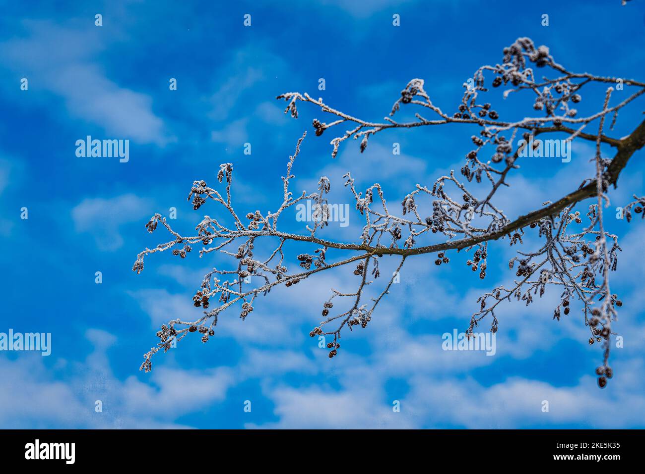 A tree branch covered with frost on a clear cold day. Winter weather ...