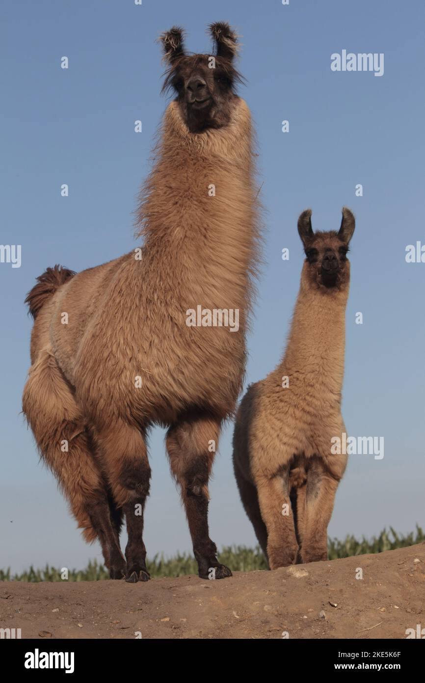 Llamas eye hi-res stock photography and images - Alamy