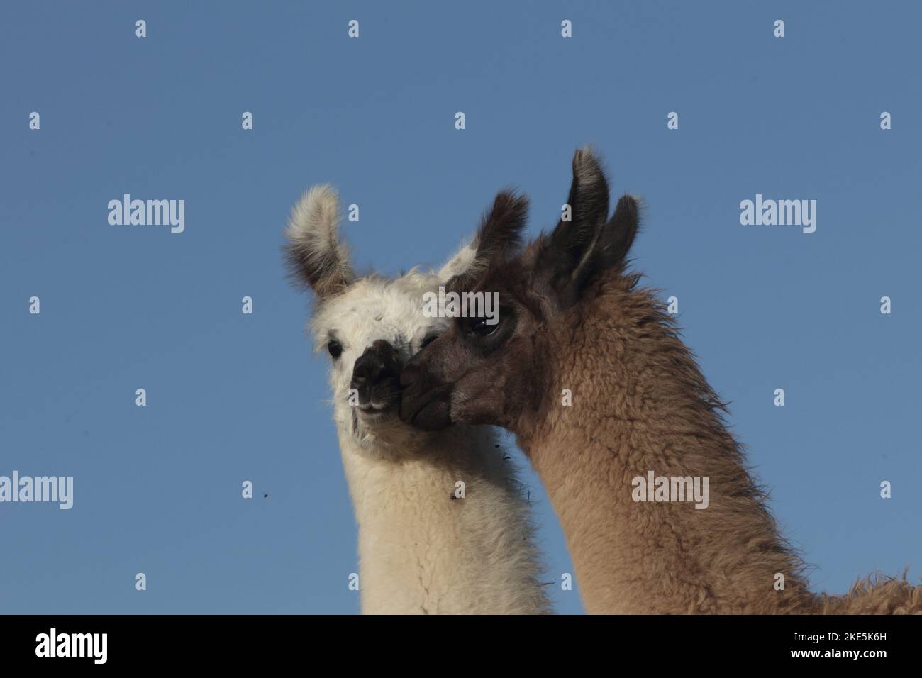 Two llamas heads hi-res stock photography and images - Alamy