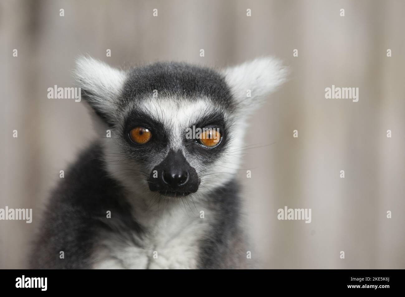 Two monkey heads hi-res stock photography and images - Alamy