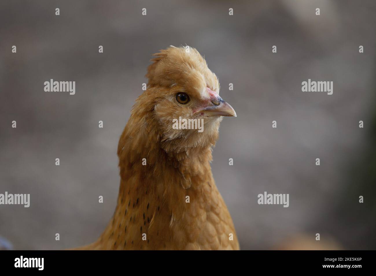 Brown chicken side view head hi-res stock photography and images - Alamy