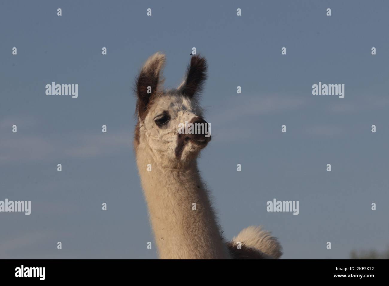 Solo llama hi-res stock photography and images - Alamy
