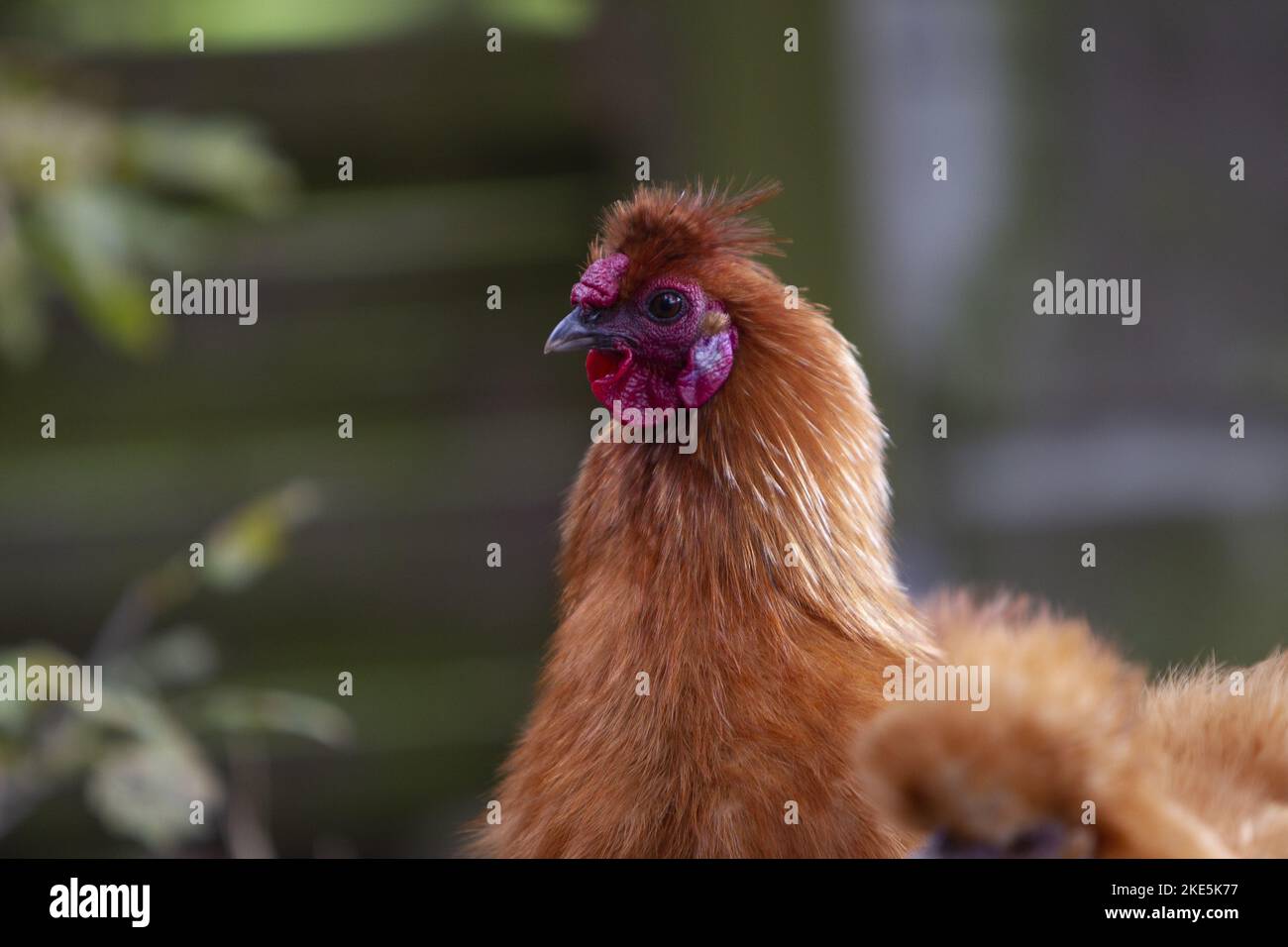 Brown chicken side view head hi-res stock photography and images - Alamy
