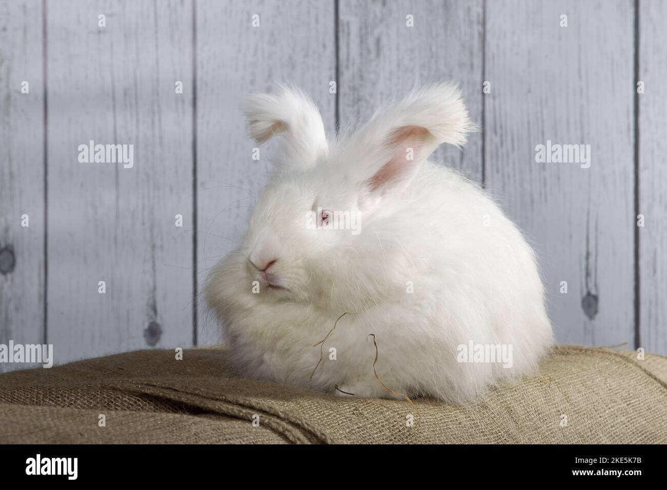 white Angora rabbit Stock Photo - Alamy