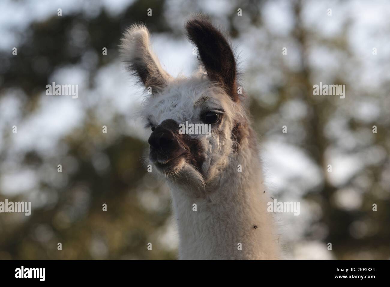 Solo llama hi-res stock photography and images - Alamy