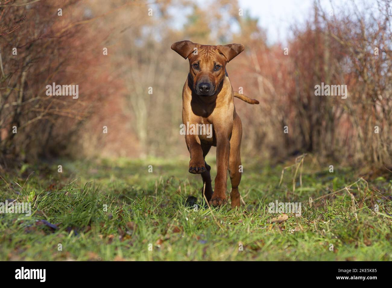 running Rhodesian Ridgeback Stock Photo - Alamy