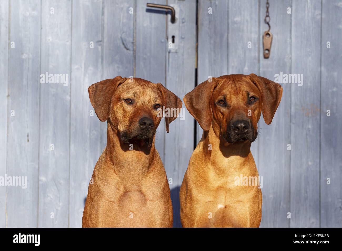 two Rhodesian Ridgebacks Stock Photo - Alamy
