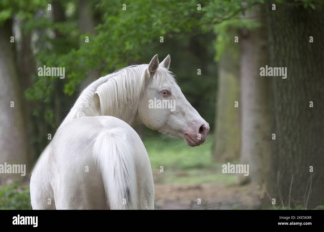 Hungarian Warmblood stallion Stock Photo - Alamy