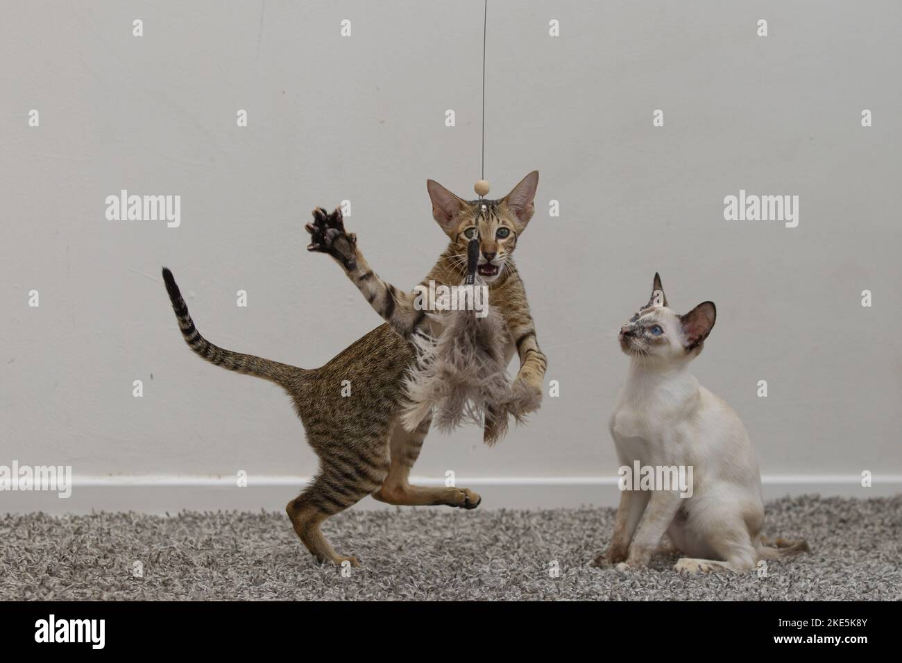 Oriental shorthair toy hi-res stock photography and images - Alamy