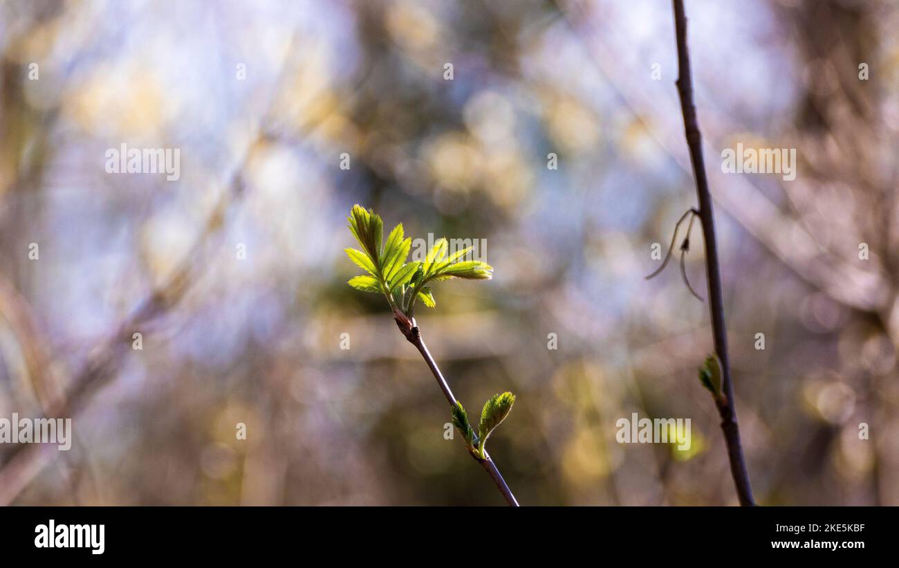 A selective focus shot of a green leaf Stock Photo - Alamy