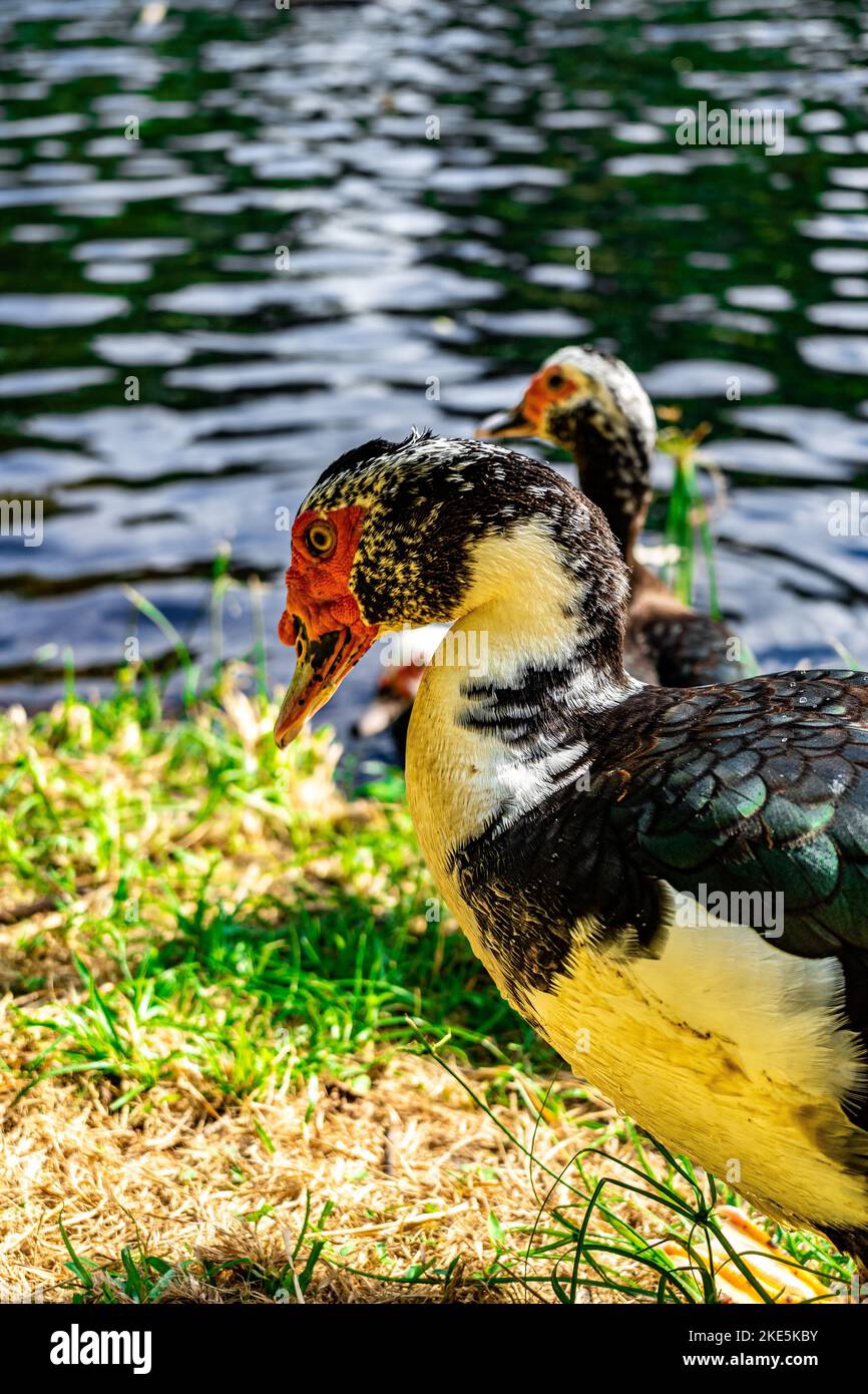 A vertical shot of Ducks near a lake in Campisa, San Pedro Sula ...
