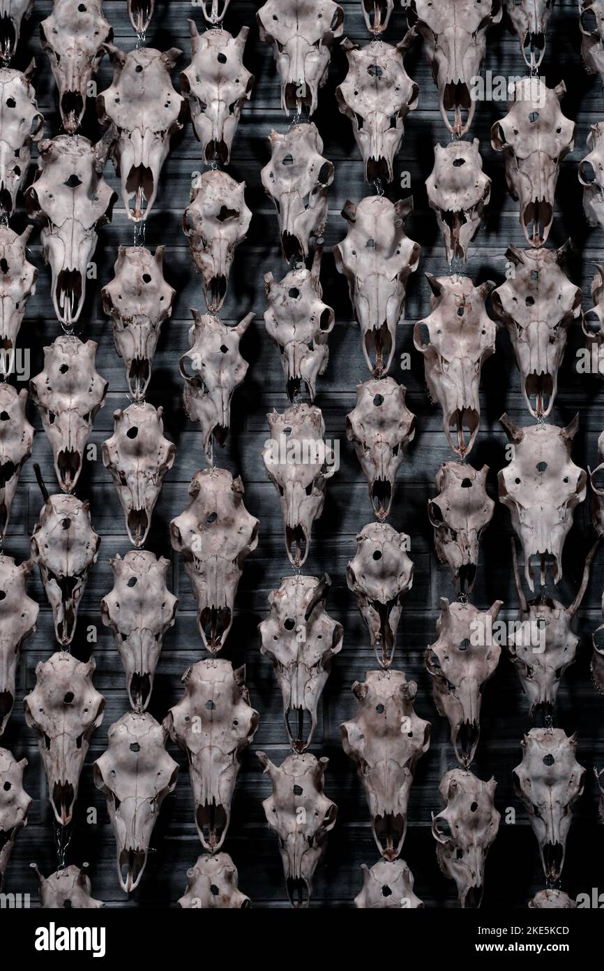 A vertical shot of skulls of animals Stock Photo - Alamy