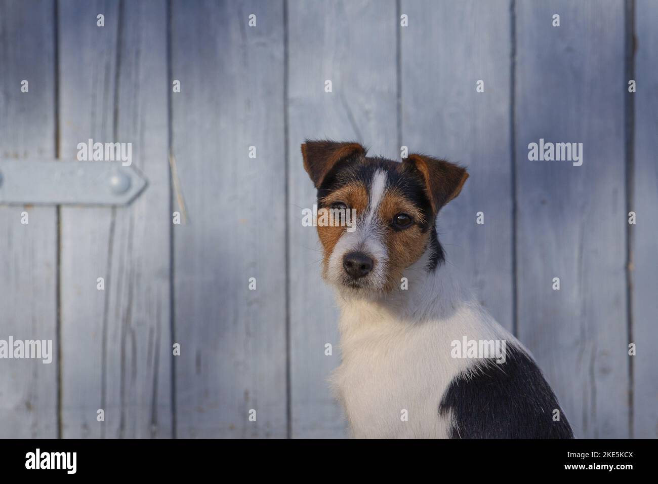 wirehaired Jack Russell Terrier Stock Photo - Alamy