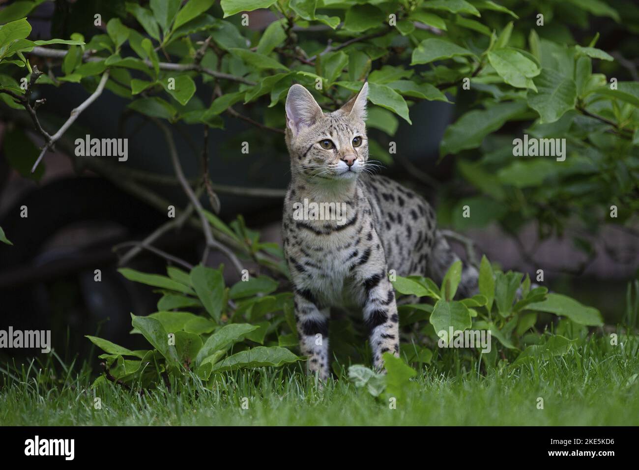 Savannah cat f1 hi-res stock photography and images - Alamy