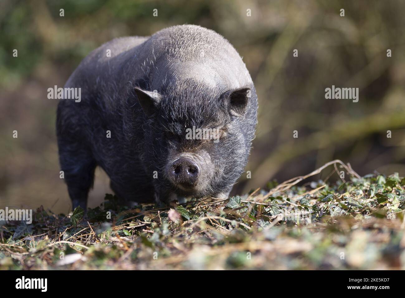 Minipig hi-res stock photography and images - Alamy