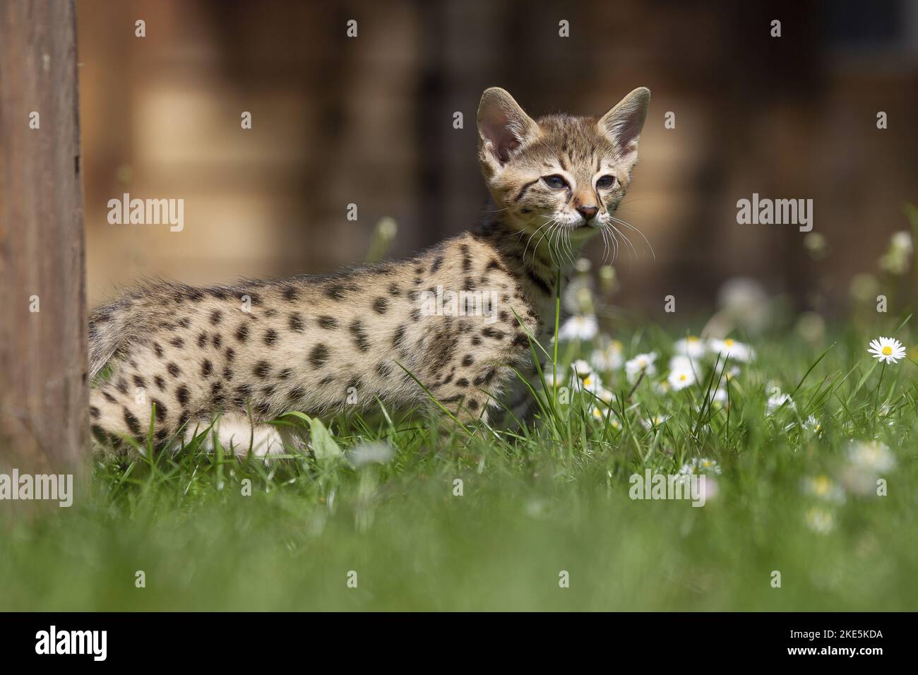 Savannah F2 Generation Stock Photo - Alamy
