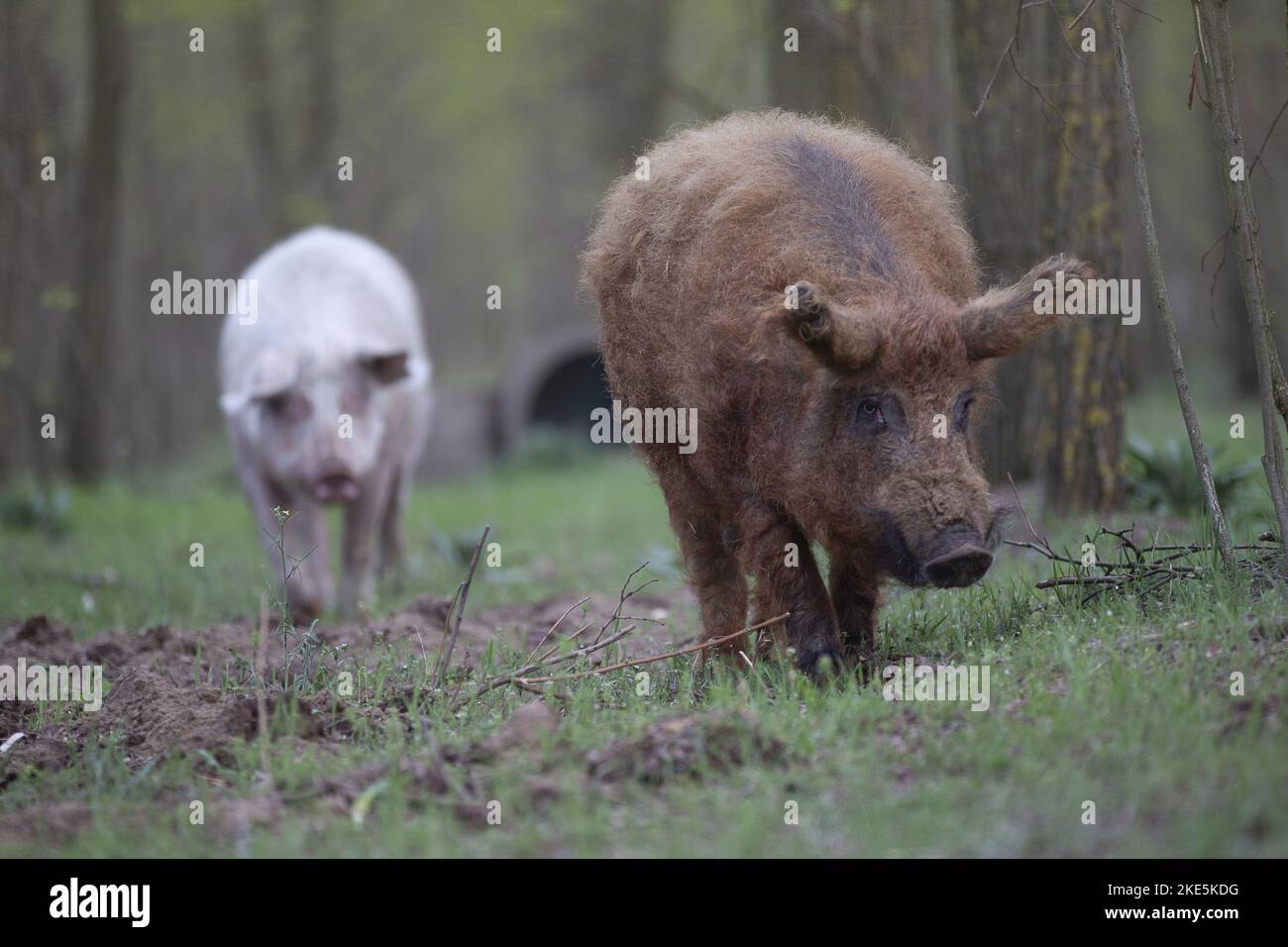 Curly haired pig hi-res stock photography and images - Alamy