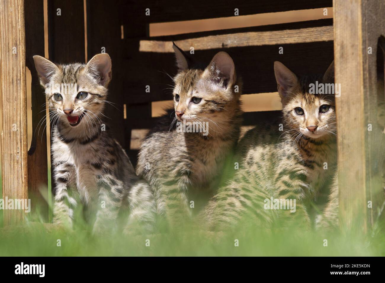 Savannah F2 Generation Stock Photo - Alamy