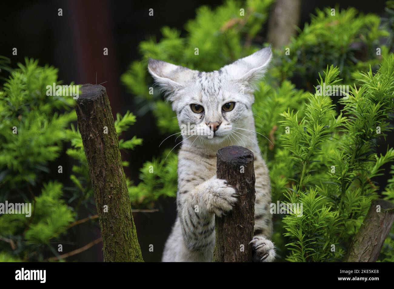 Savannah F1 Generation Stock Photo - Alamy