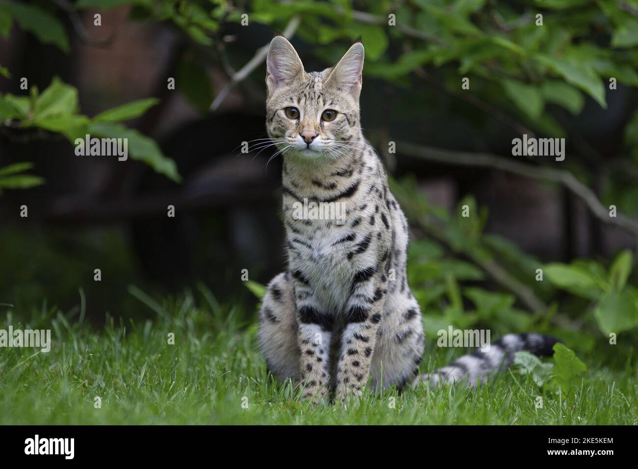 Savannah f1 hi-res stock photography and images - Alamy