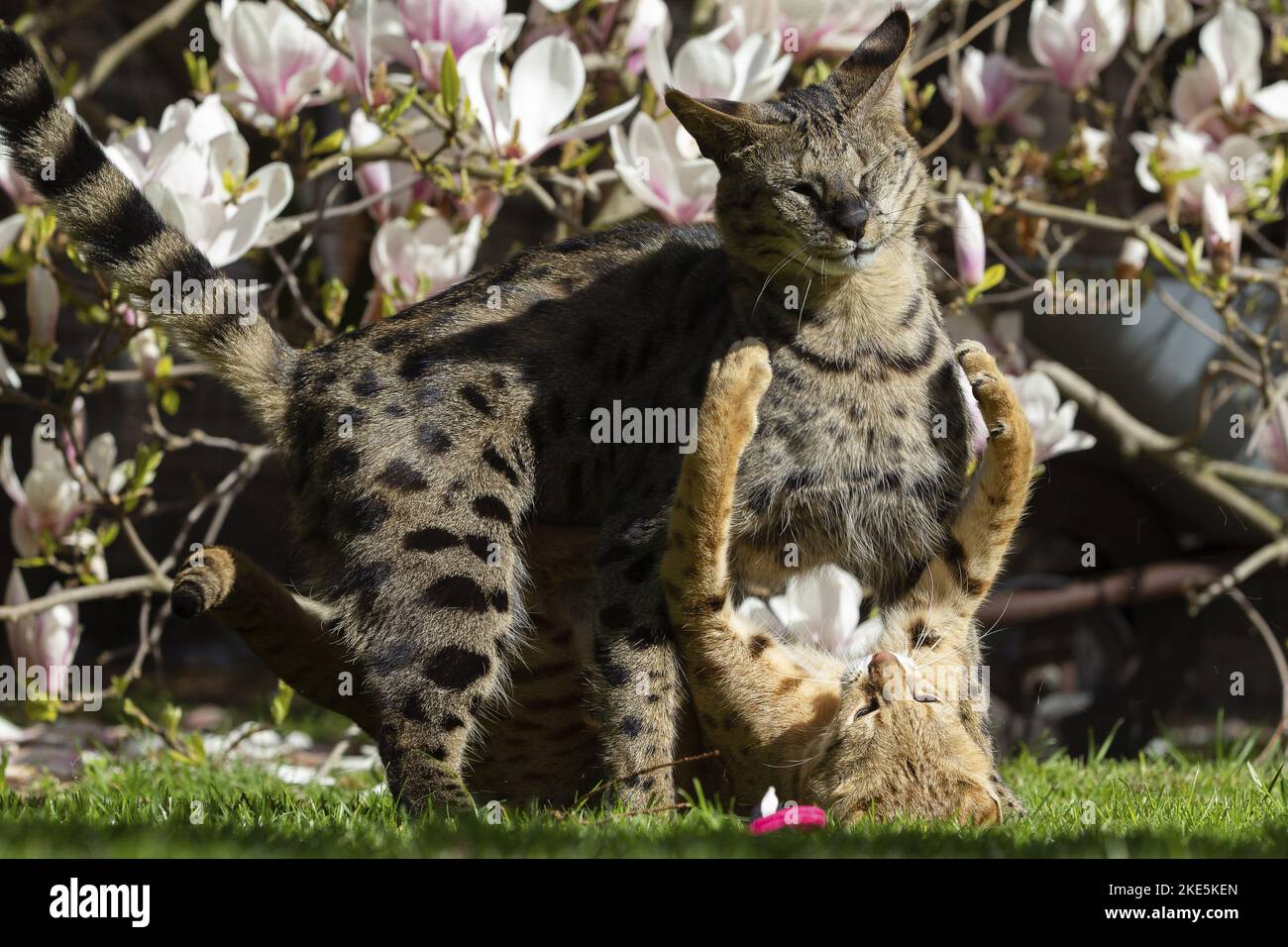Savannah F1 Generation Stock Photo - Alamy