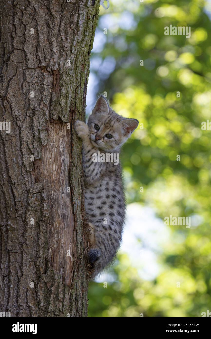 Kittens climbing trees hi-res stock photography and images - Alamy