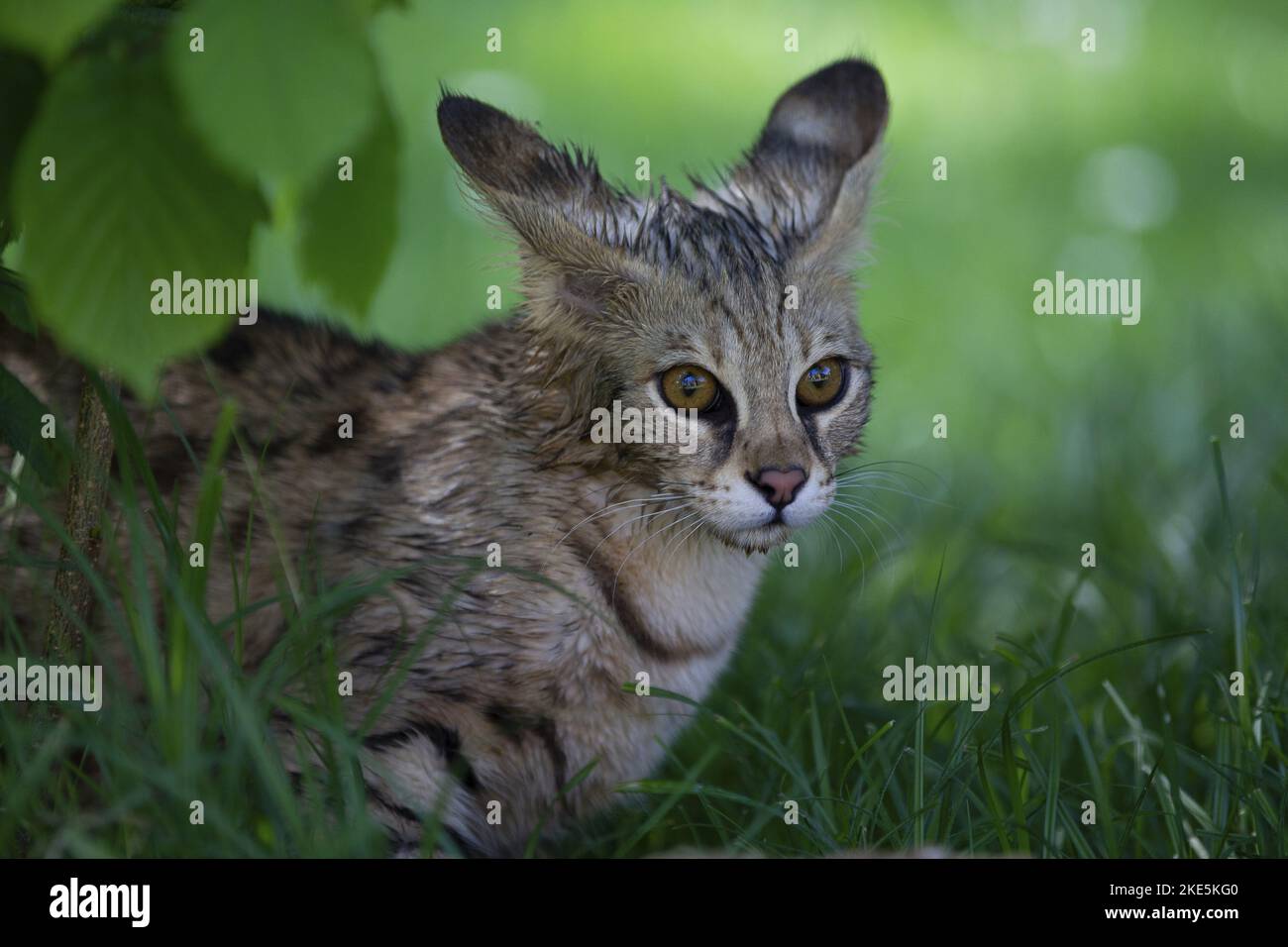 Savannah F1 Generation Stock Photo - Alamy