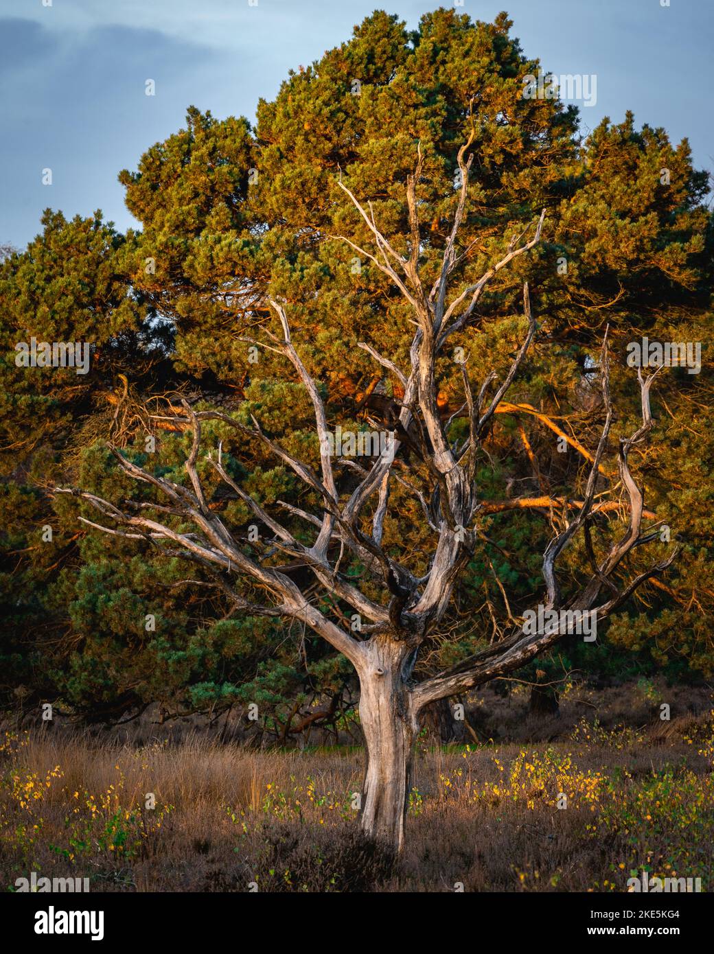 Old Dead trees at the Noorderheide, Elspeet, The Netherlands Stock ...