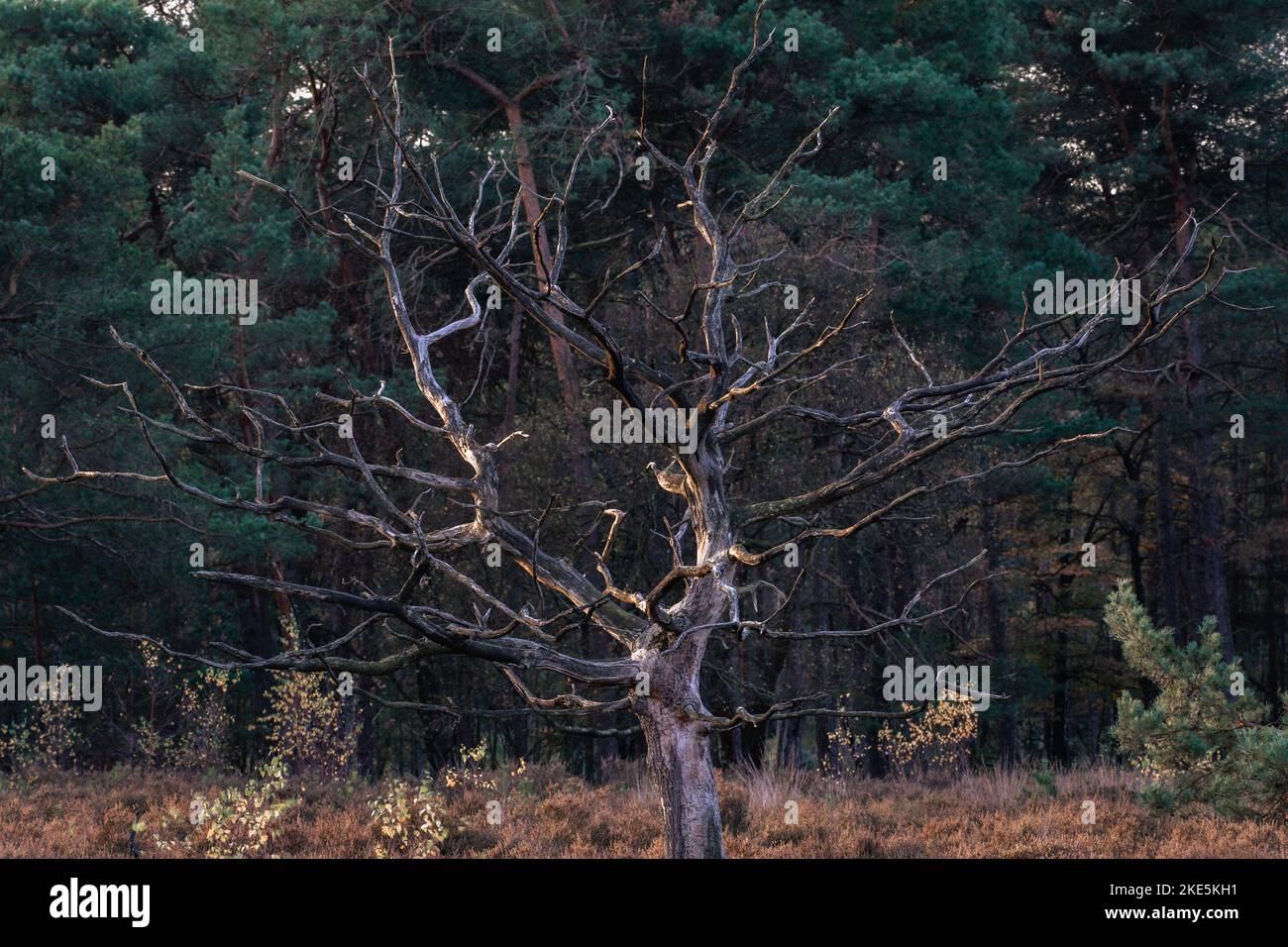Old Dead trees at the Noorderheide, Elspeet, The Netherlands Stock ...