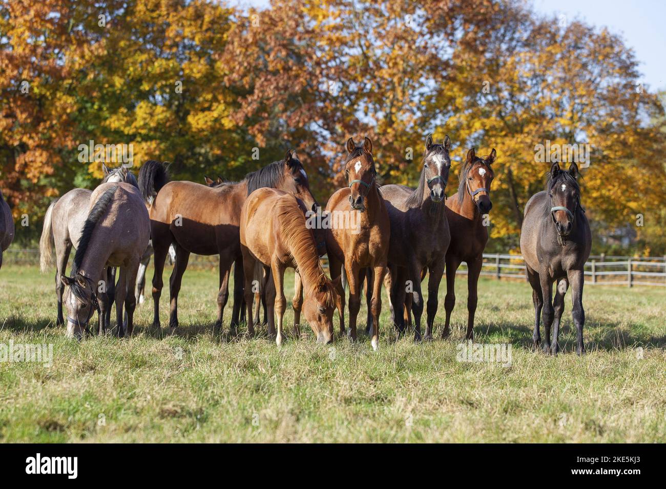 young arabian horses Stock Photo - Alamy