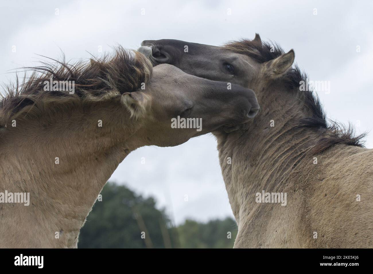 Fighting konik ponies hi-res stock photography and images - Alamy