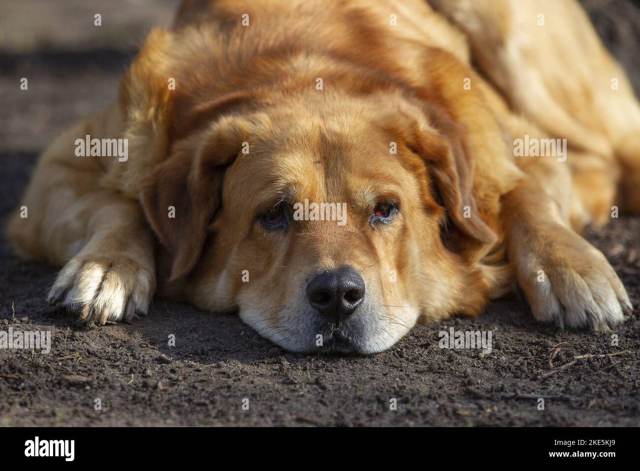 Mastin hi-res stock photography and images - Alamy