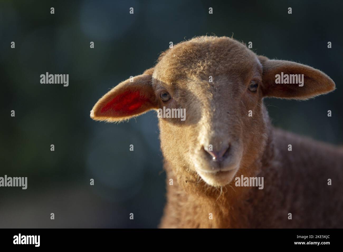 Coburg Fox Sheep Stock Photo - Alamy