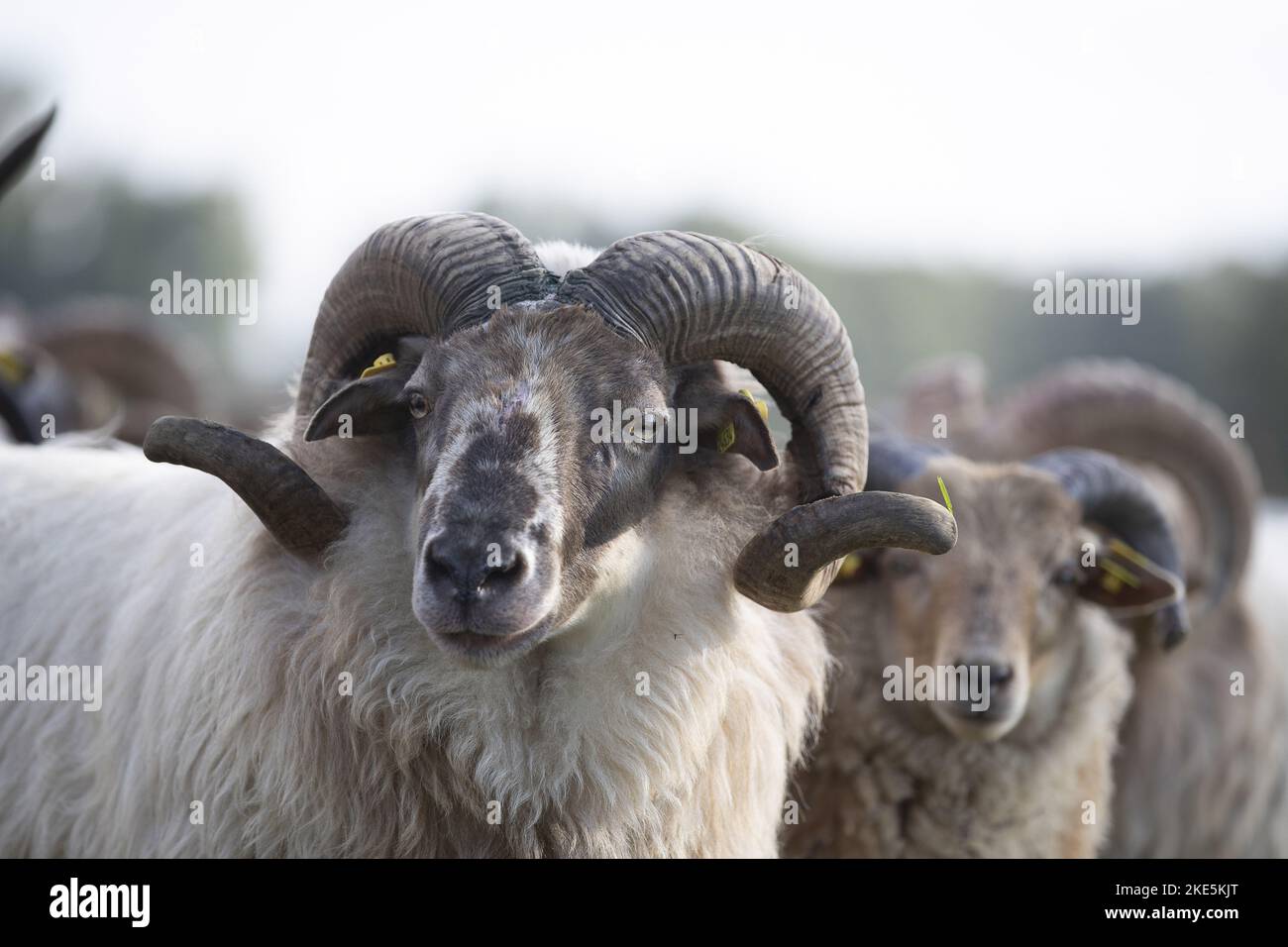 Two sheeps heads hi-res stock photography and images - Alamy