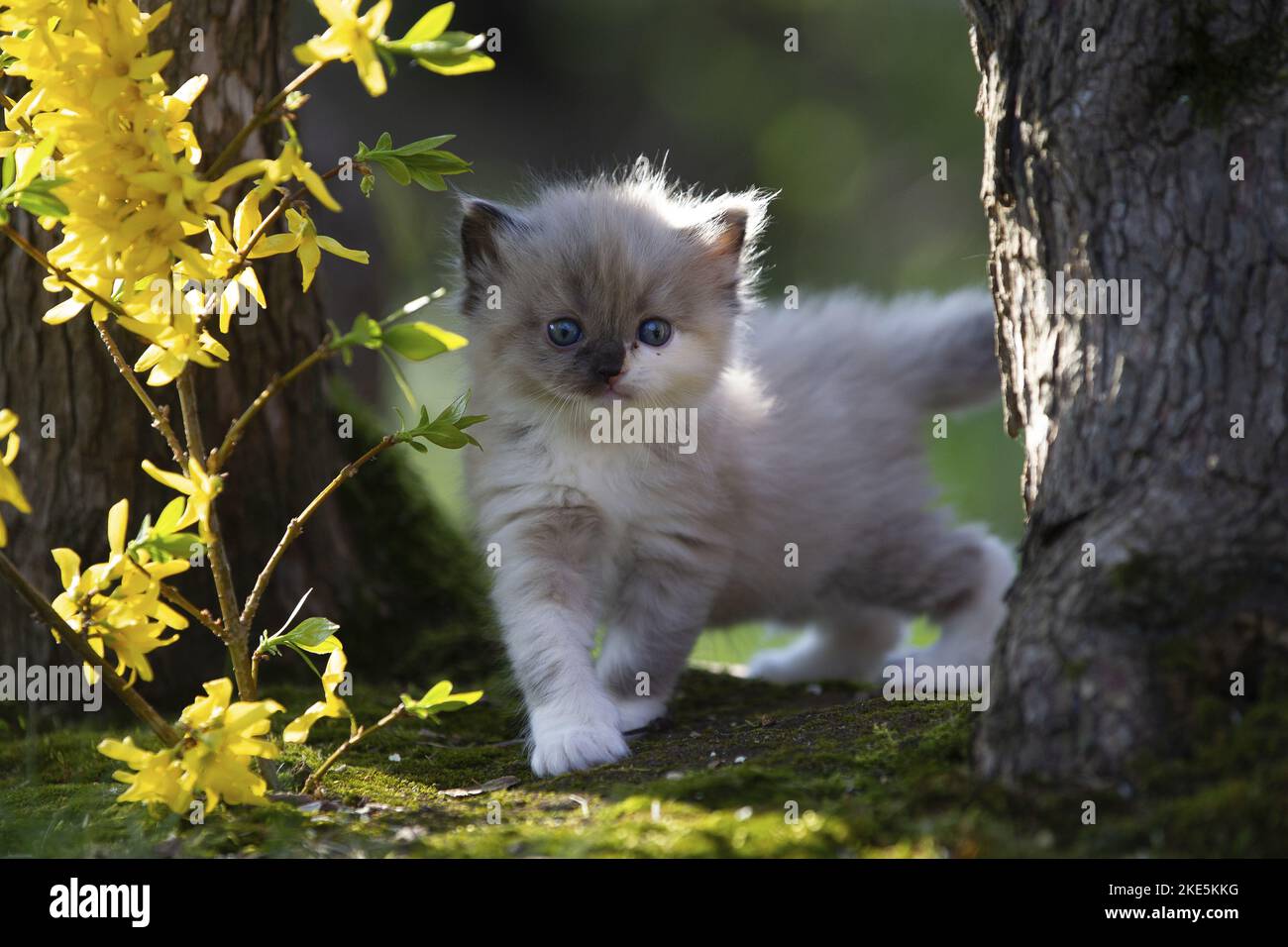 Ragdoll cat walks hi-res stock photography and images - Alamy