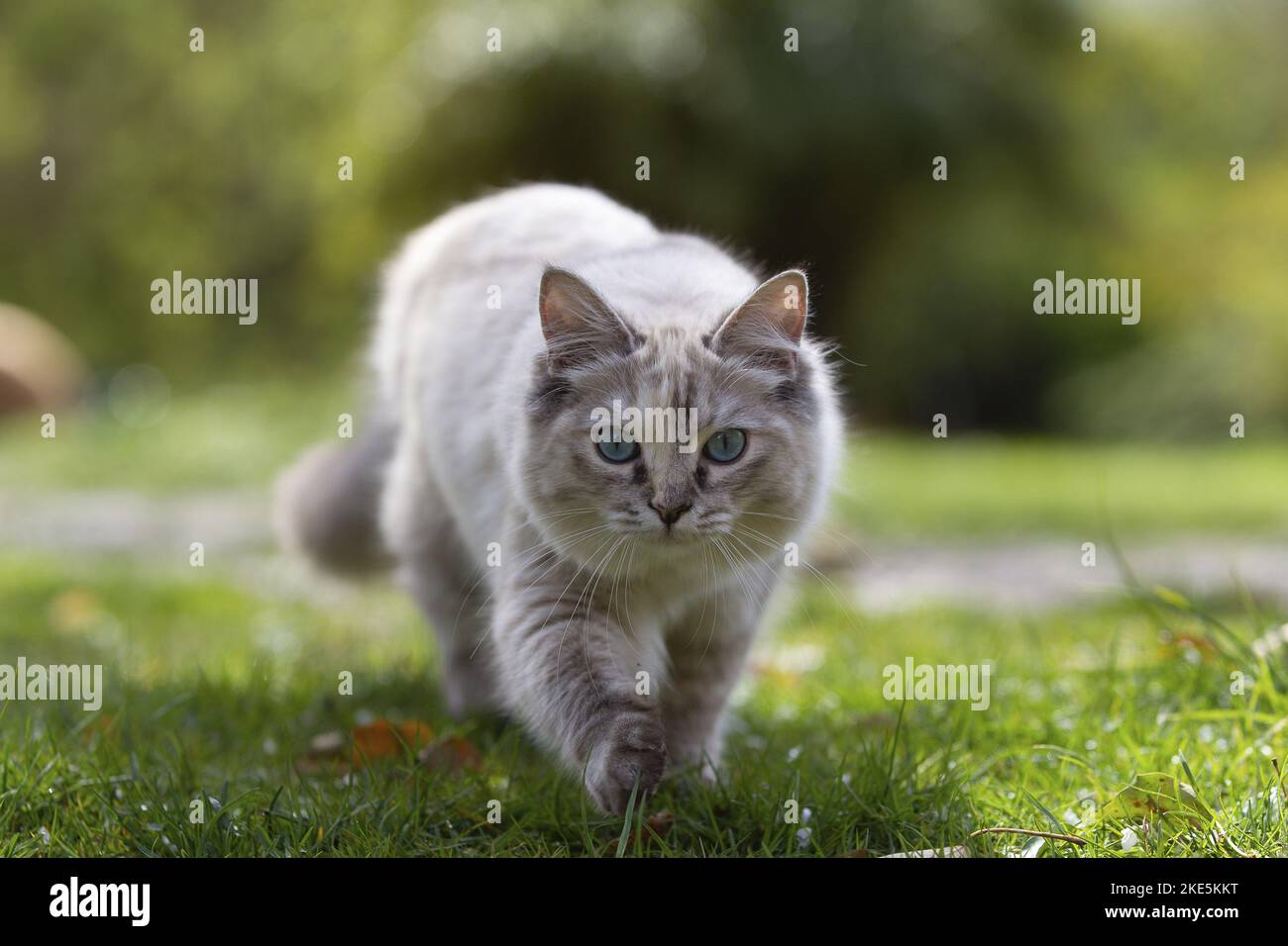 Ragdoll cat walks hi-res stock photography and images - Alamy