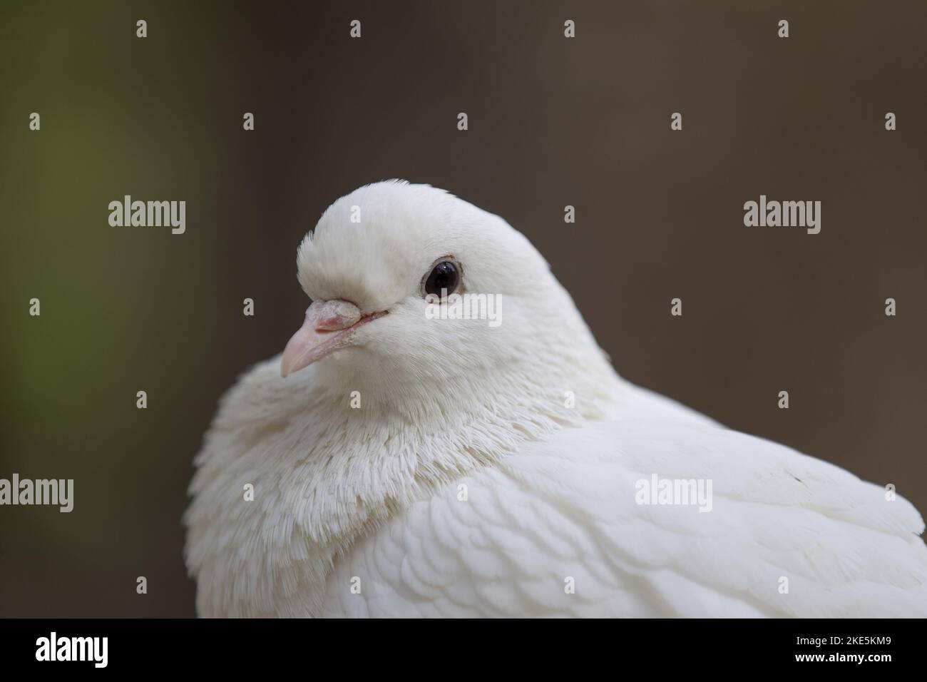 Pigeon heads hi-res stock photography and images - Alamy