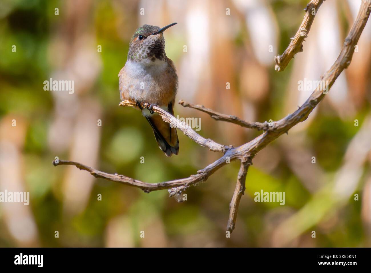 A Hummingbird perched on a branch Stock Photo - Alamy