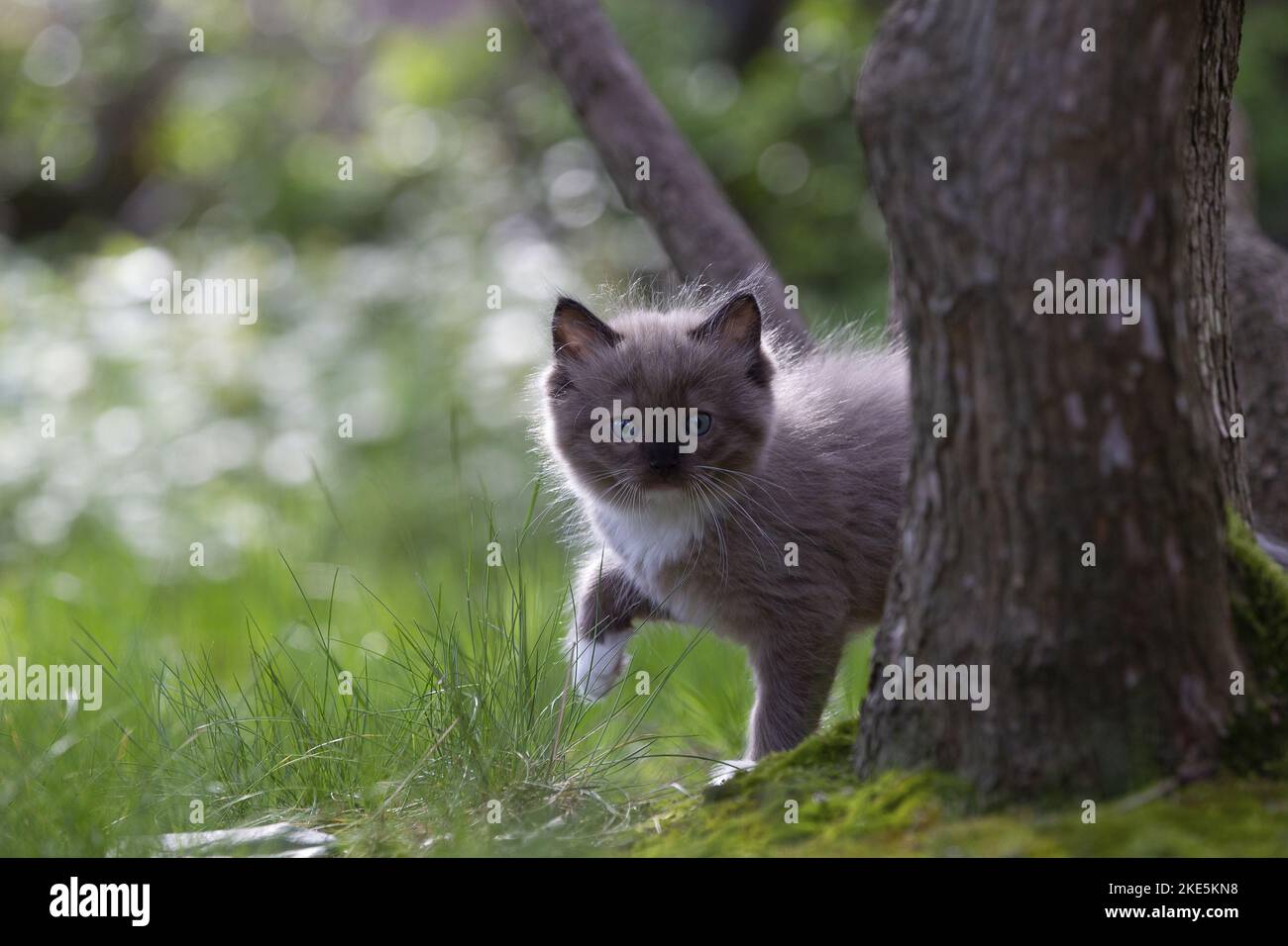 Ragdoll cat walks hi-res stock photography and images - Alamy