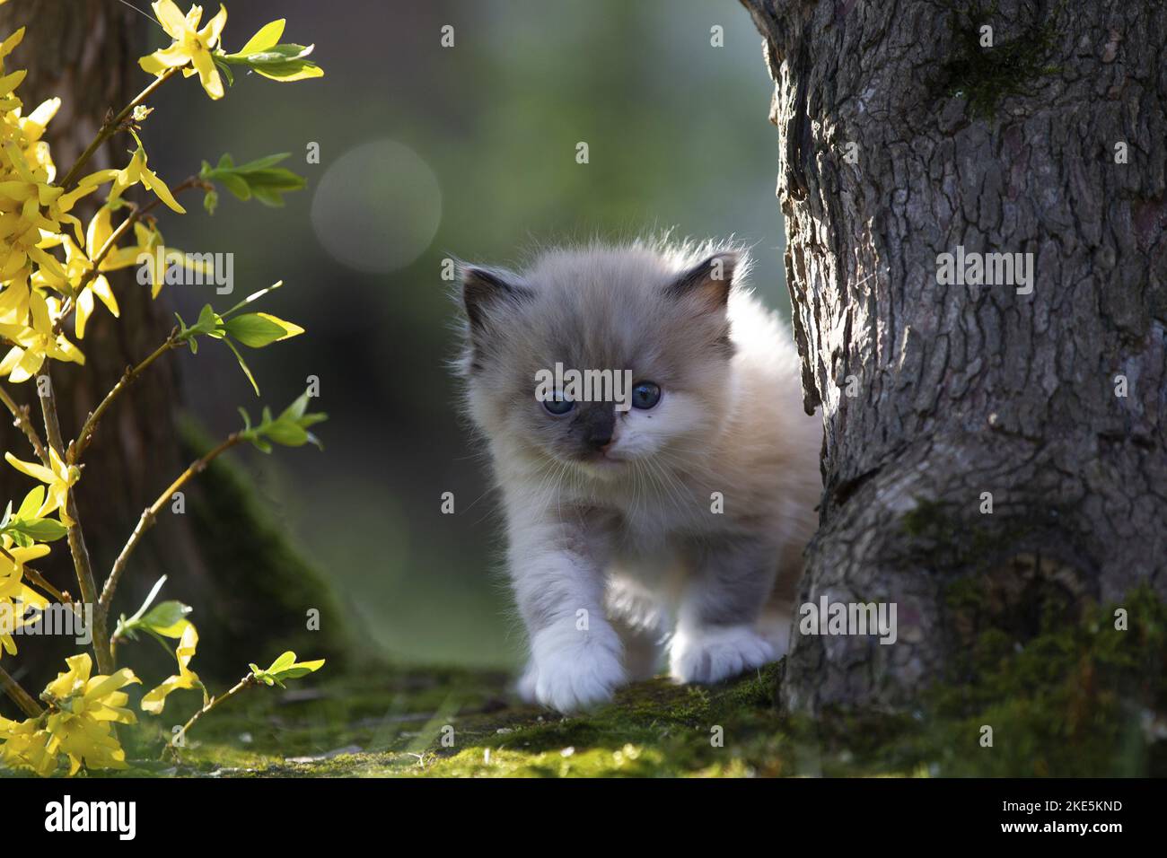 Ragdoll cat walks hi-res stock photography and images - Alamy