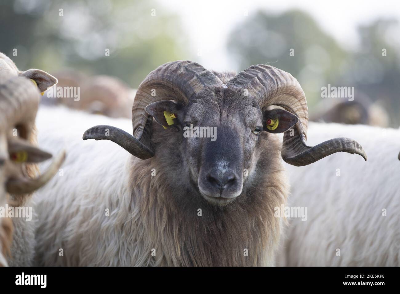 Three sheep heads hi-res stock photography and images - Alamy