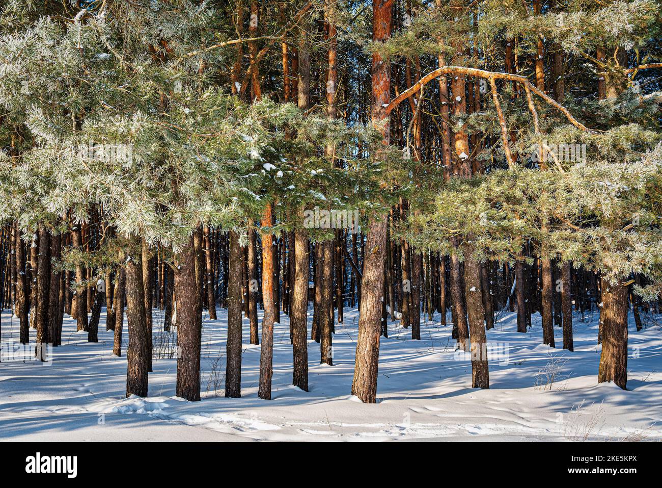 Winter pine forest covered with snow and hoarfrost on a sunny cold day ...