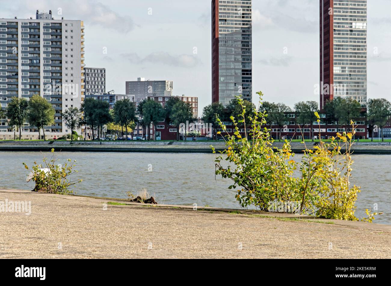 Rotterdam, The Netherlands, October 26, 2022: bushes and other wild ...