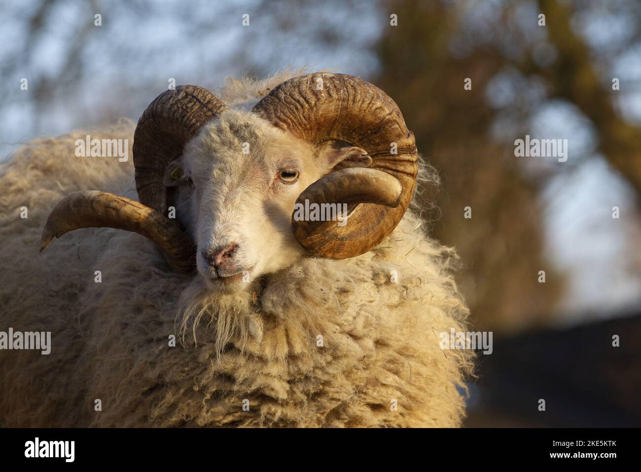 Breton sheep hi-res stock photography and images - Alamy