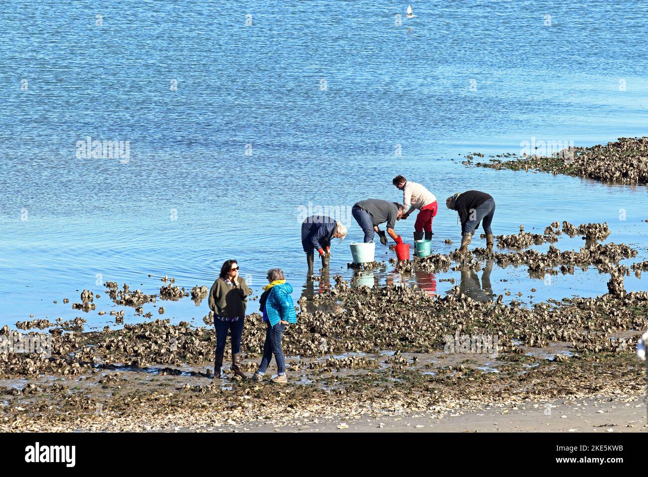 Small group of people collecting oysters and mussels at low tide along ...